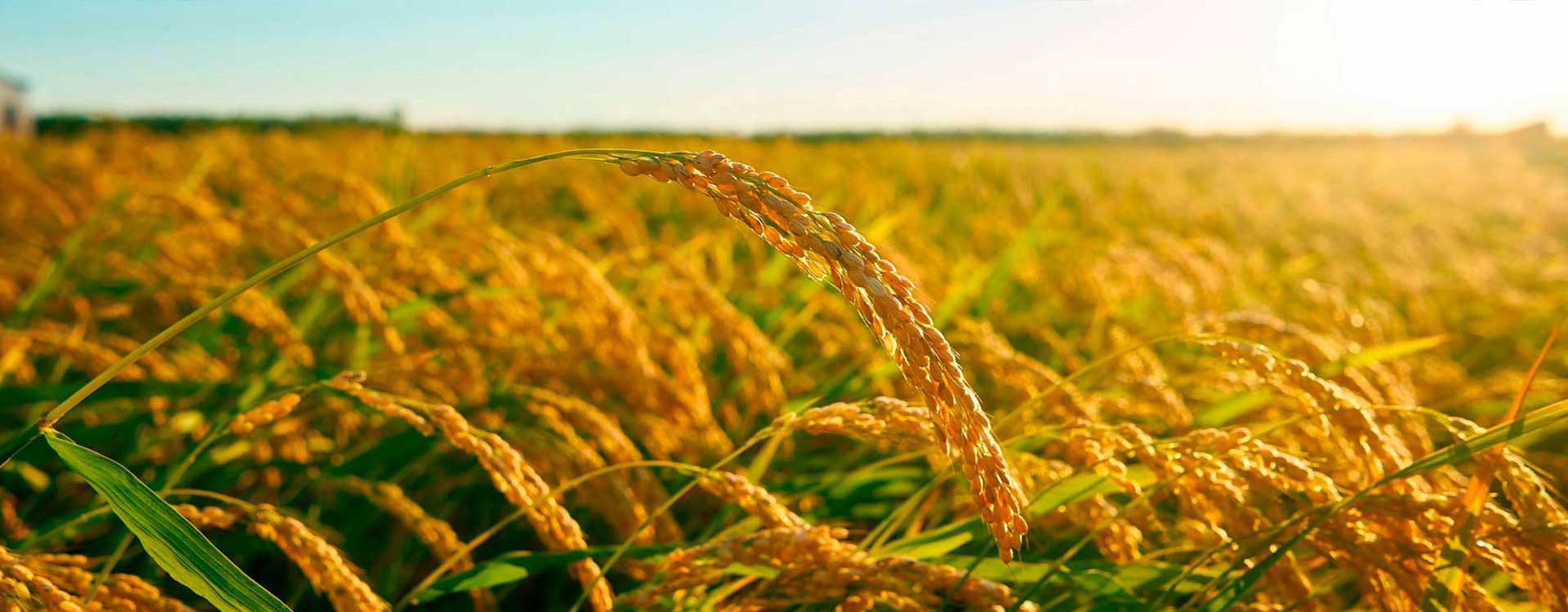 Inicio - Arroz Supremo con vitaminas